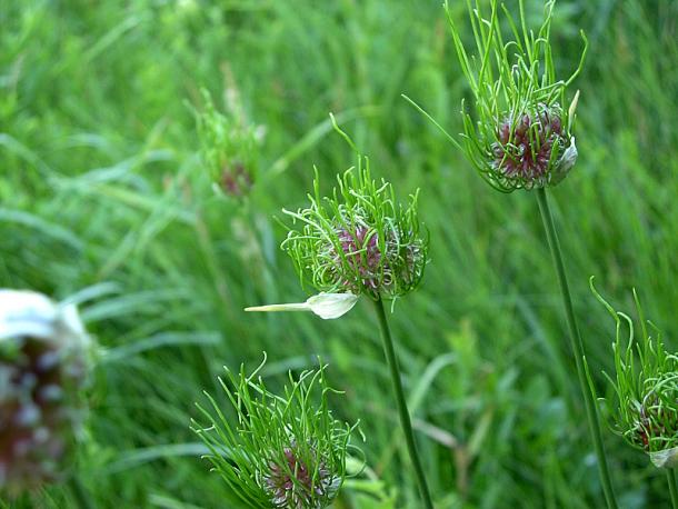 wild garlic flower stalk with bulblets (often darker than native A ...