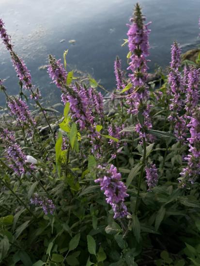 Stachys palustris | FLNPS