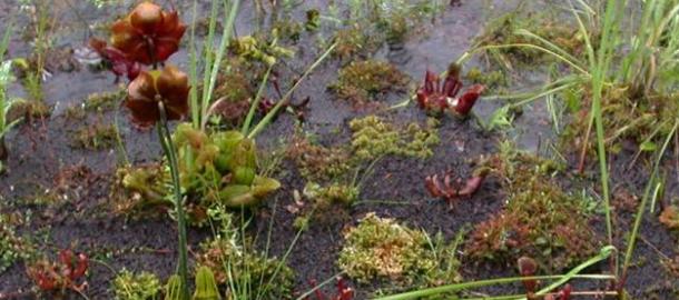 Your Native Plant Society in the Finger Lakes | FLNPS